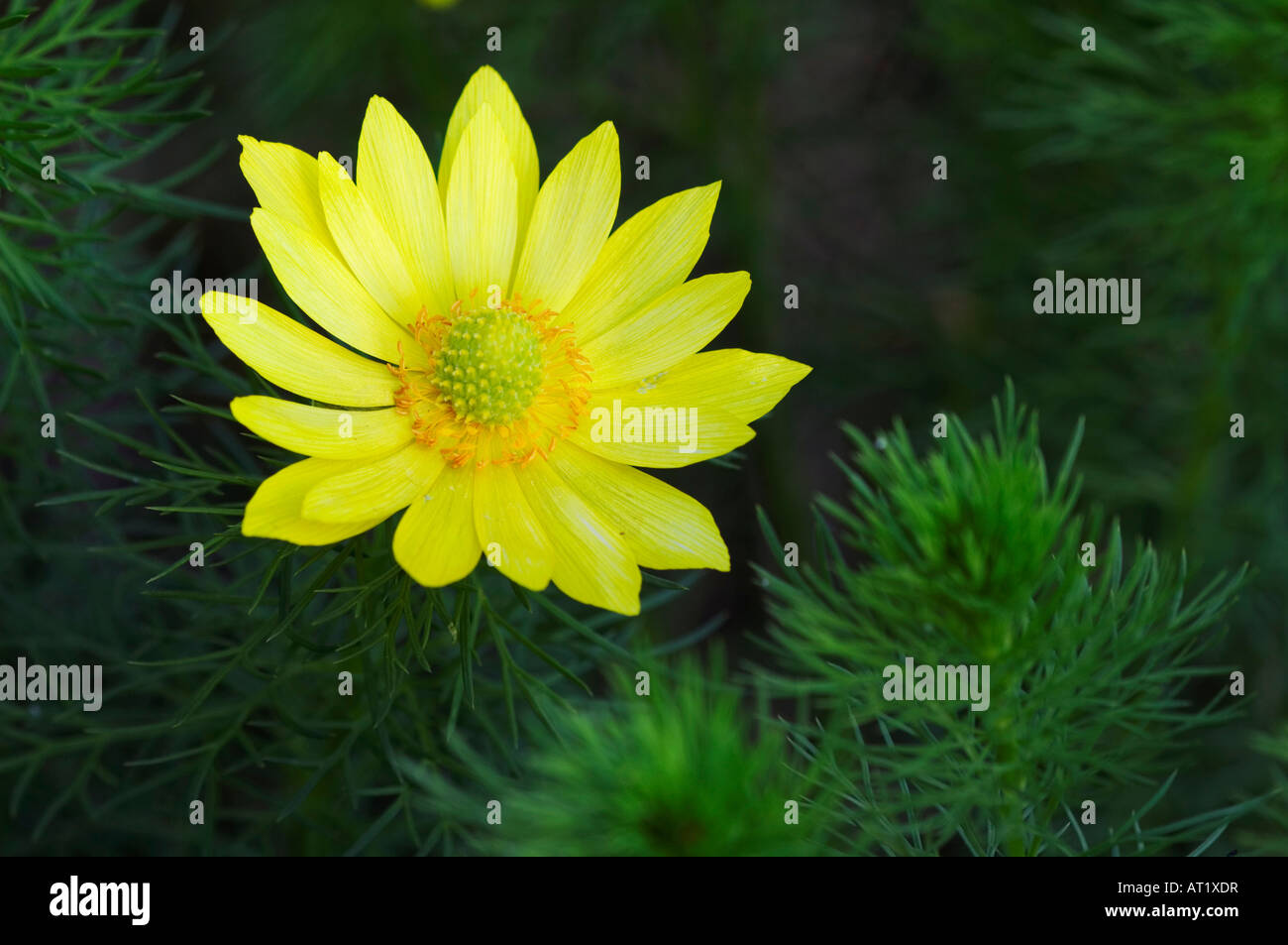 Spring Pheasant's Eye Adonis vernalis blossom National Park Lake ...