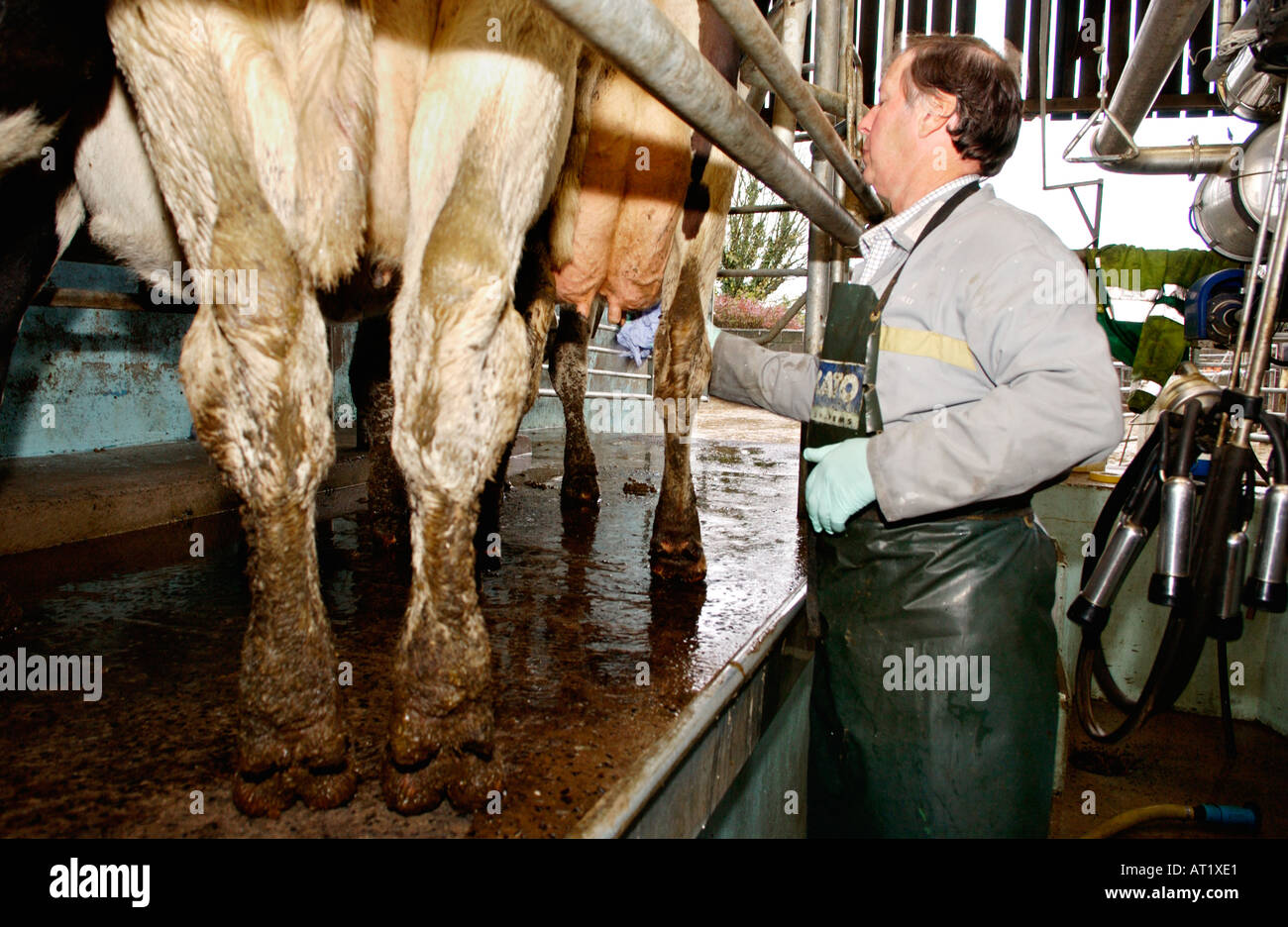 Milk parlour hi-res stock photography and images - Alamy