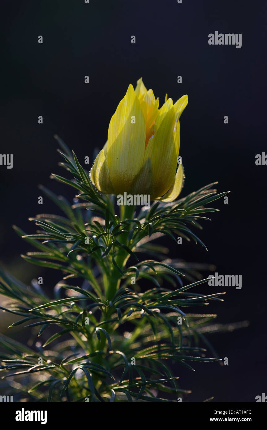 Spring meadow lake in Cut Out Stock Images & Pictures - Alamy