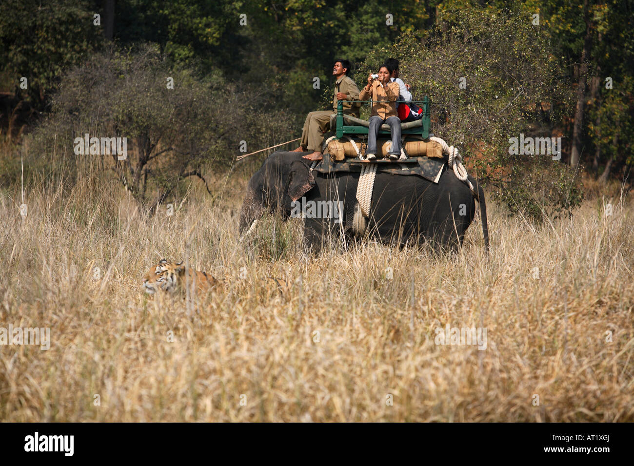 Elephant back safari india hi-res stock photography and images - Alamy