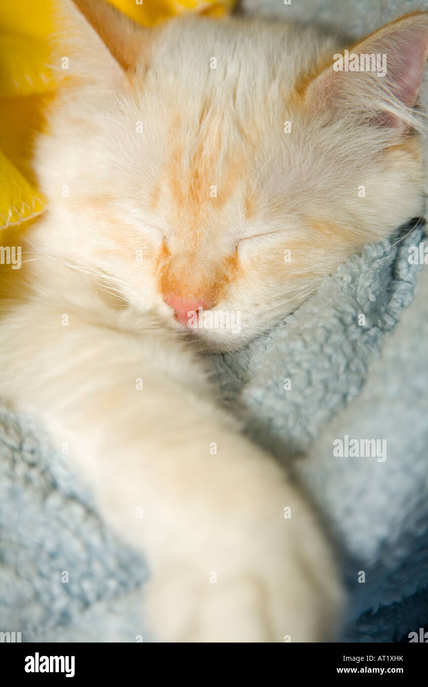 Red Point sacred Birman Cat at Whiskas cat show 2008 in Ljubljana ...