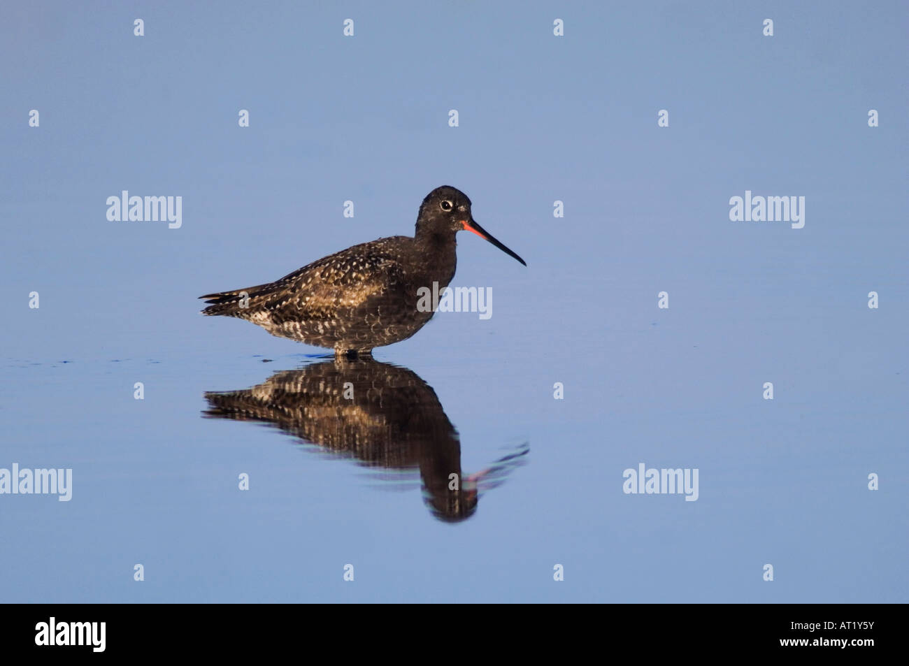 Spotted Redshank Tringa erythropus adult National Park Lake Neusiedl ...