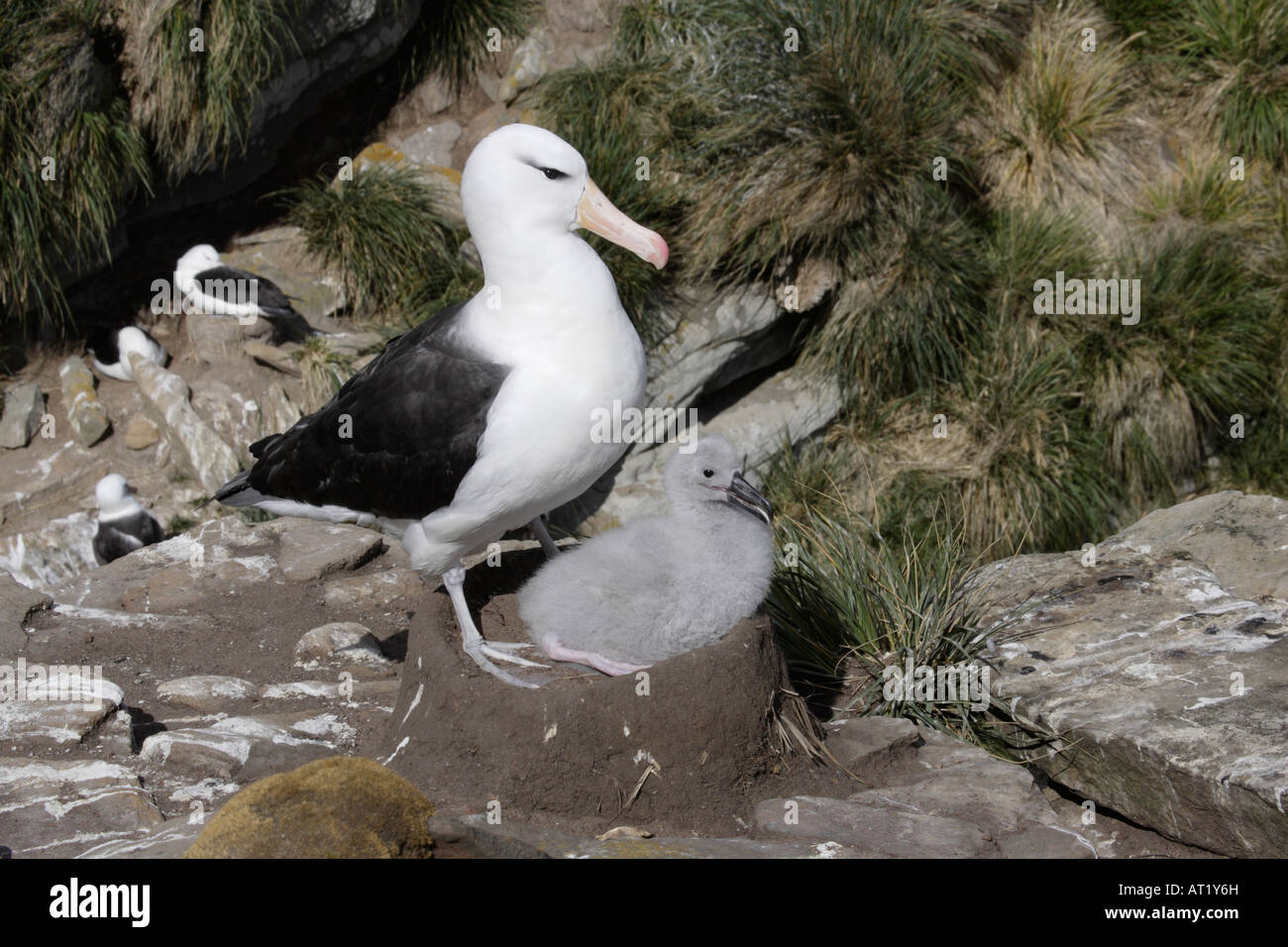 Black browed albatross hi-res stock photography and images - Alamy