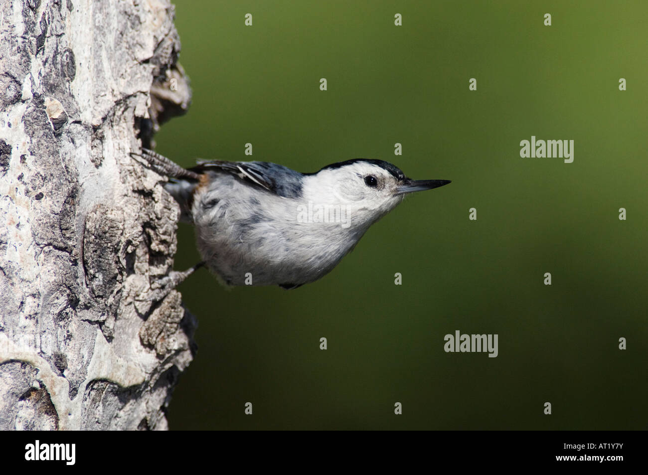 White breasted nuthatches hi-res stock photography and images - Alamy