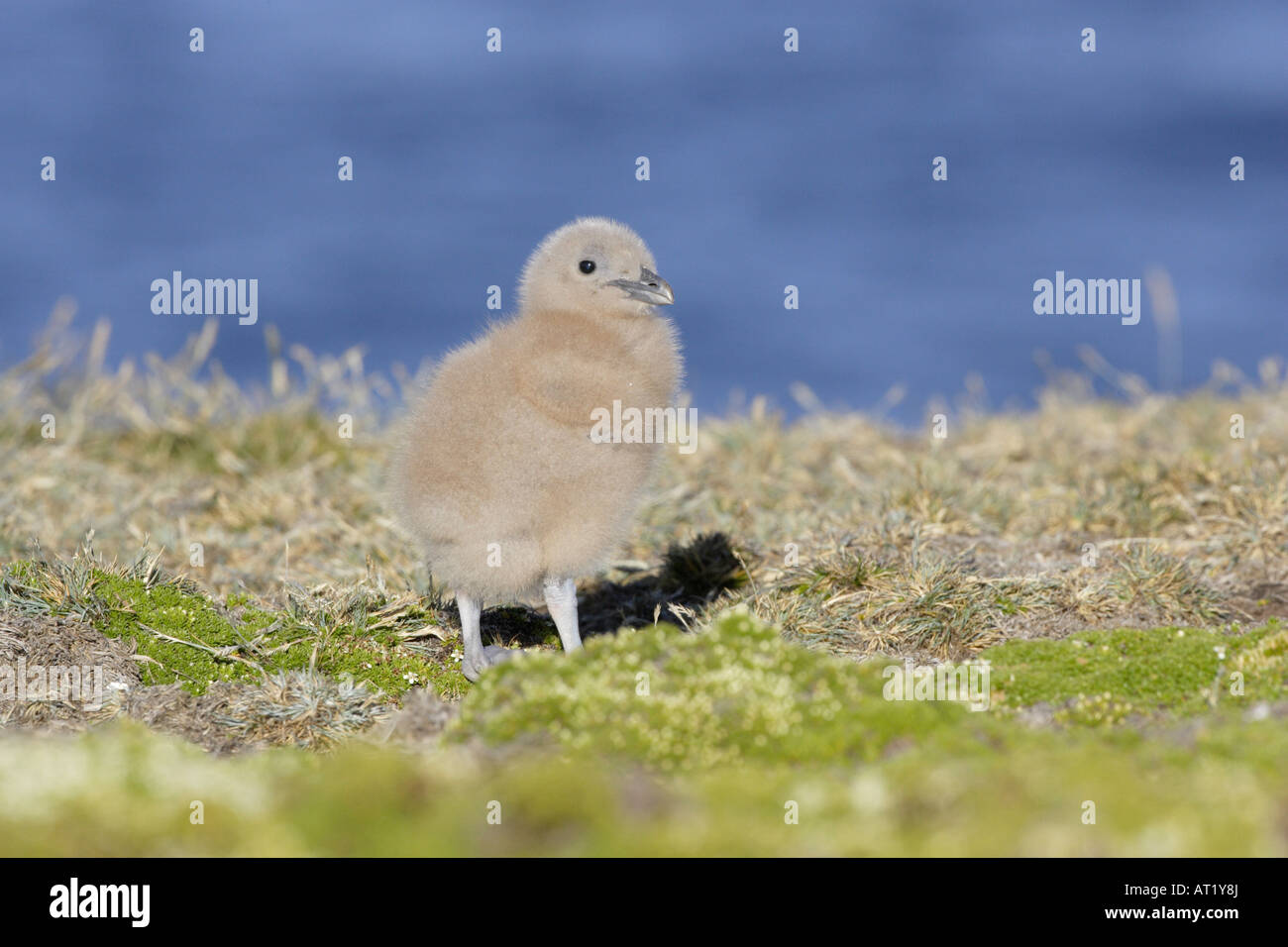 Brown Skua chick New Island Falklands Stock Photo - Alamy