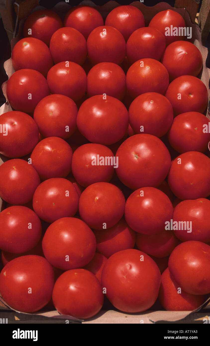 Tomatos of Santorini island Thera Island Greece islands Greek Stock ...