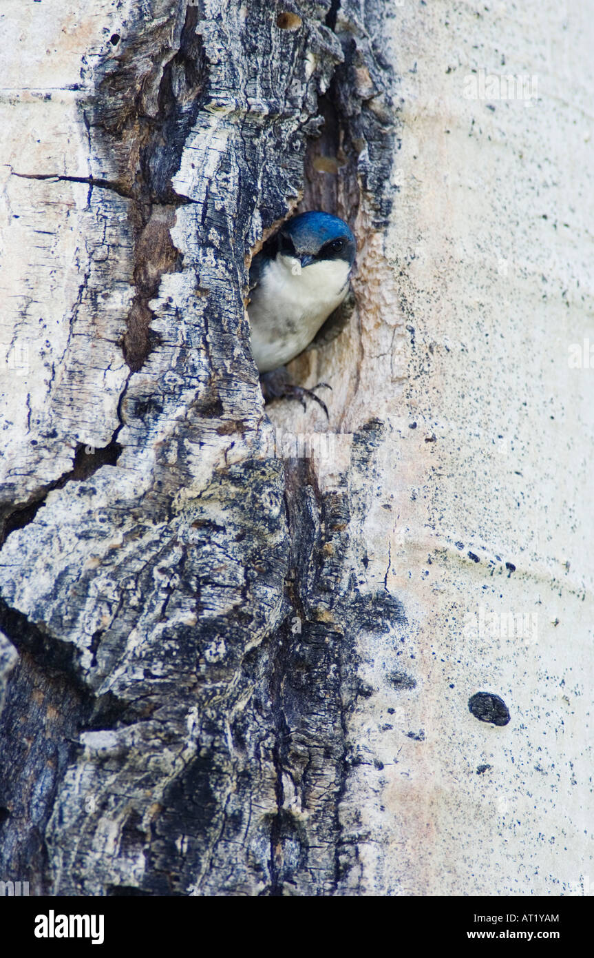 Tree Swallow Tachycineta bicolor adult female in nesting cavity in ...