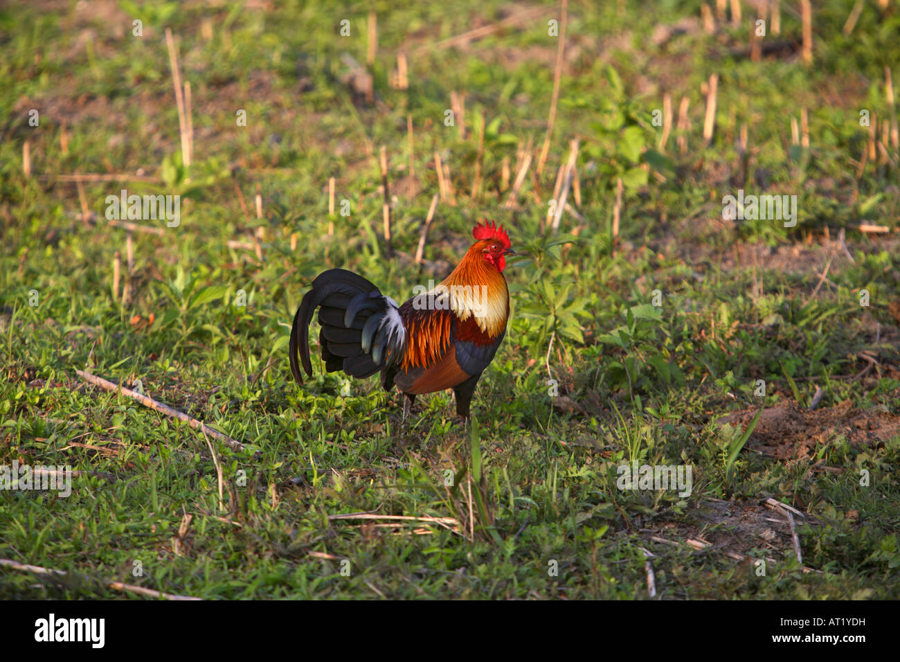 Red jungle fowl, Gallus gallus at Kaziranga National Park, Assam, India ...