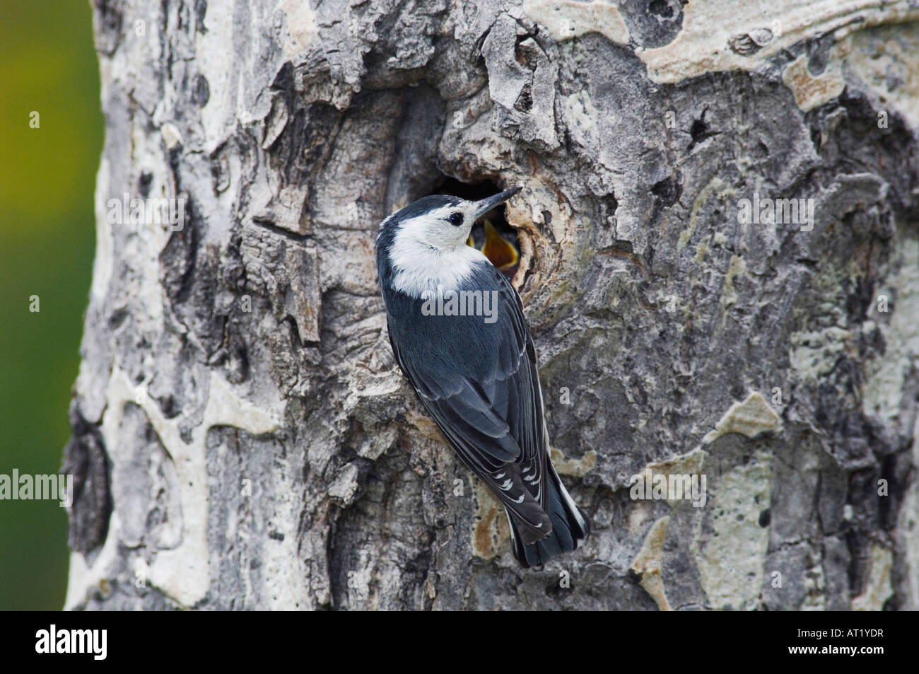 Three white breasted nuthatches hi-res stock photography and images - Alamy