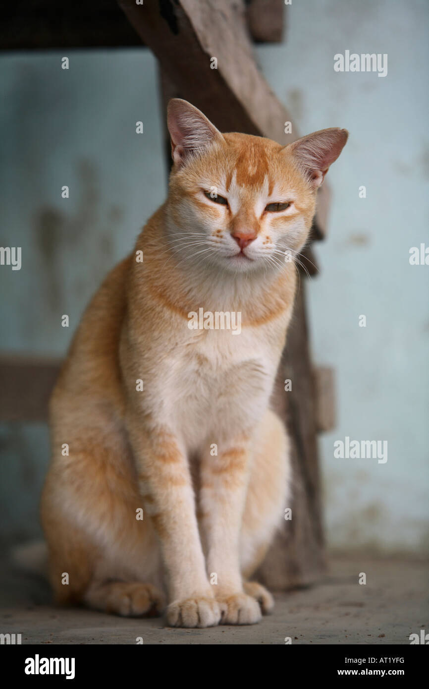 Domestic cat, Felis catus, at Assam, India Stock Photo - Alamy