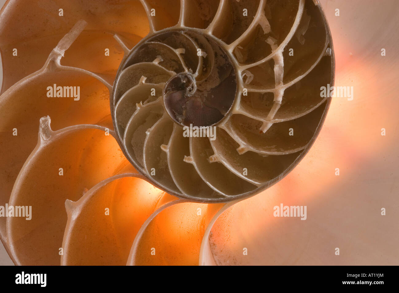 Cross section chambered nautilus shell hi-res stock photography and ...