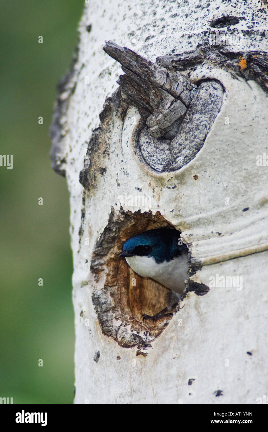 Tree Swallow Tachycineta bicolor adult male in nesting cavity in aspen ...
