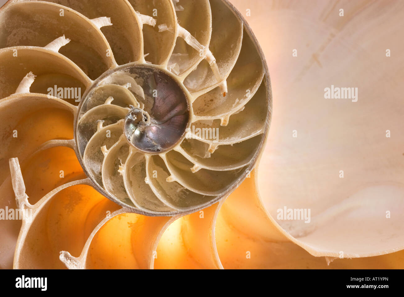 Nautilus pompilius shell Stock Photo - Alamy