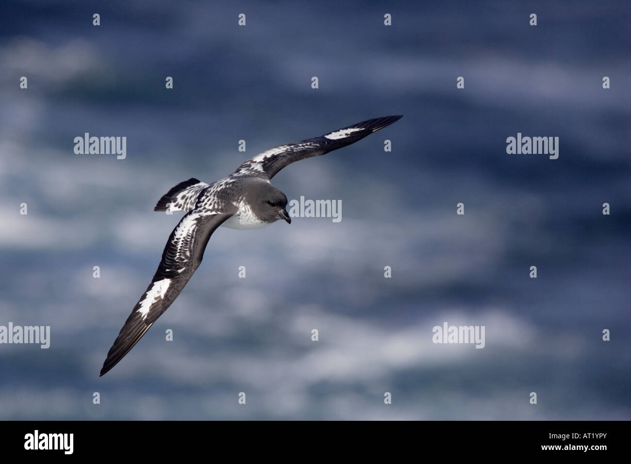 Petrel in flight hi-res stock photography and images - Alamy