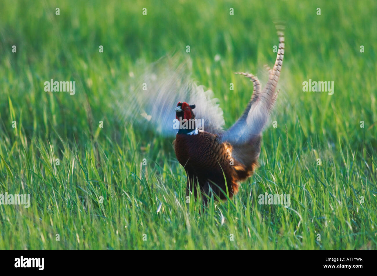 Pheasant bird territorial call calling ring necked pheasant hi-res ...