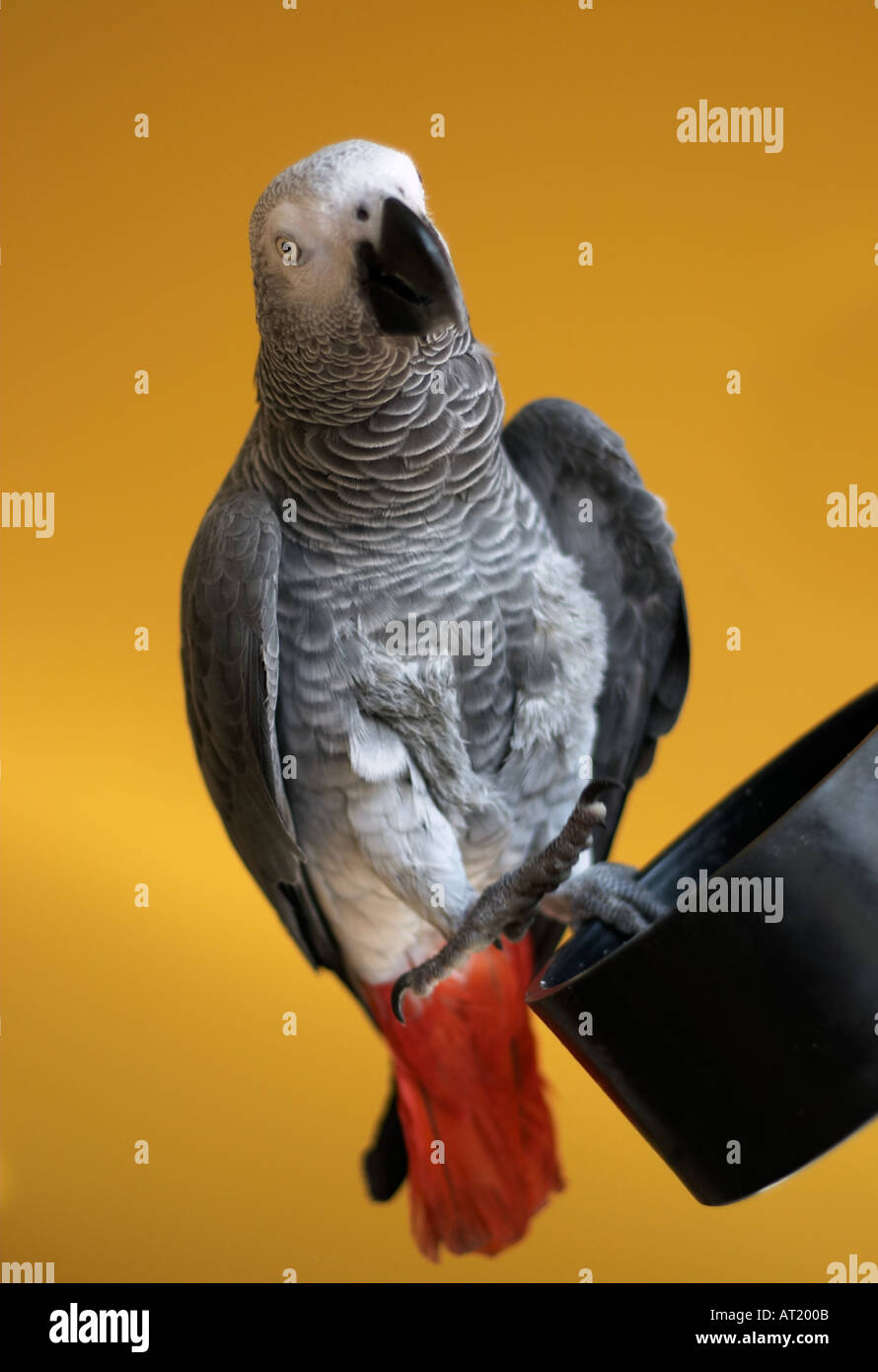 African Gray parrot Stock Photo - Alamy
