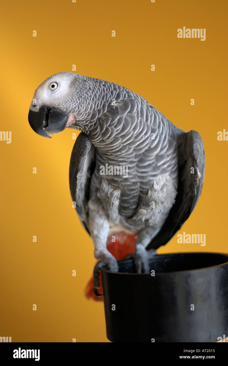 African Gray parrot Stock Photo - Alamy