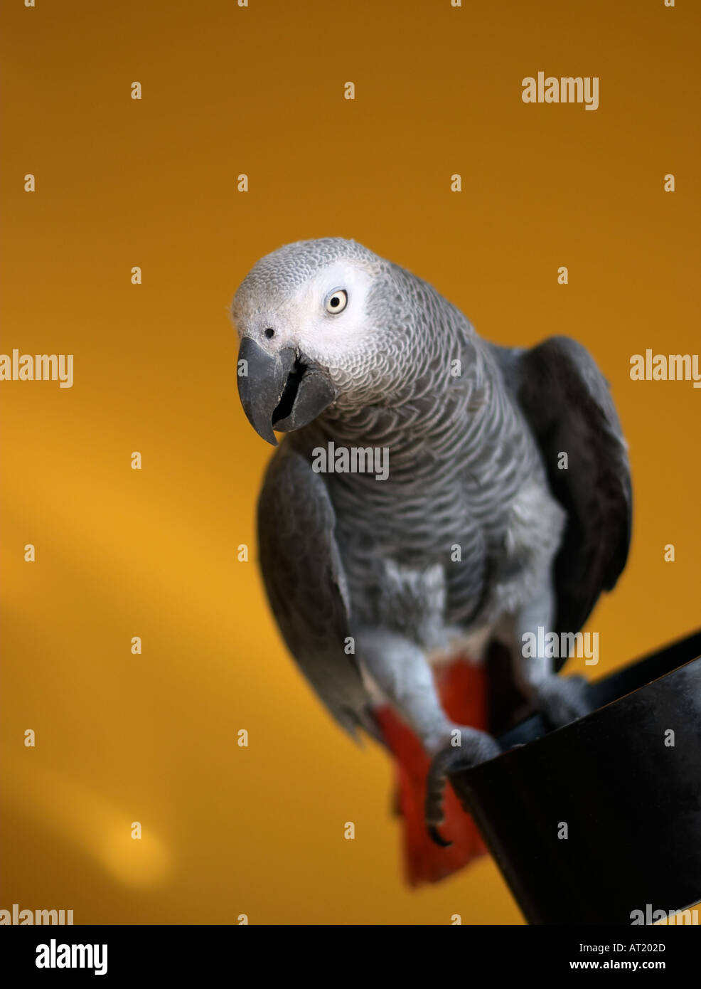 African Gray parrot Stock Photo - Alamy