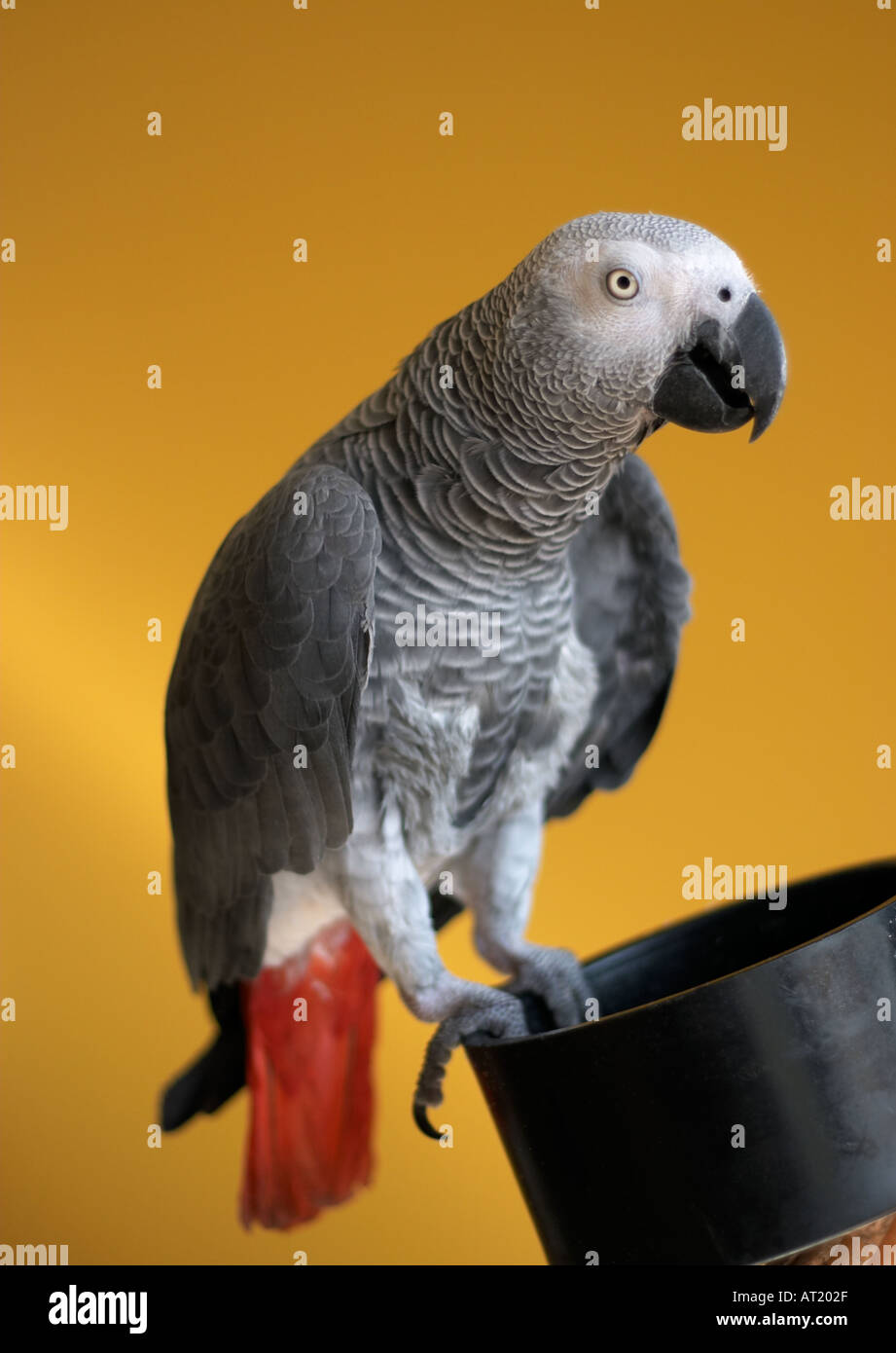 African Gray parrot Stock Photo - Alamy