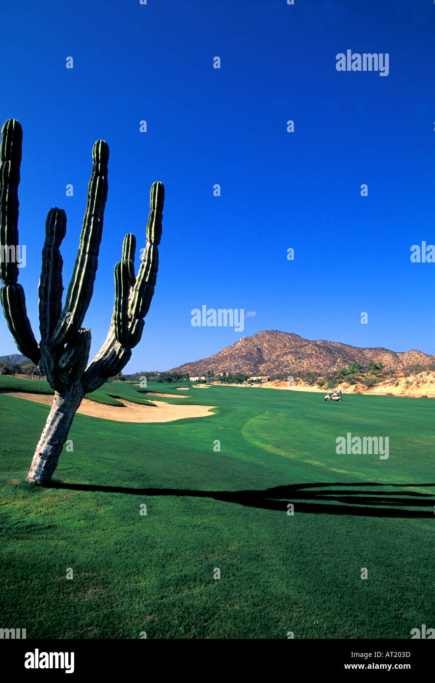 Golf Course cactus Cabo San Lucas los cabos mexico iconic golfing image ...