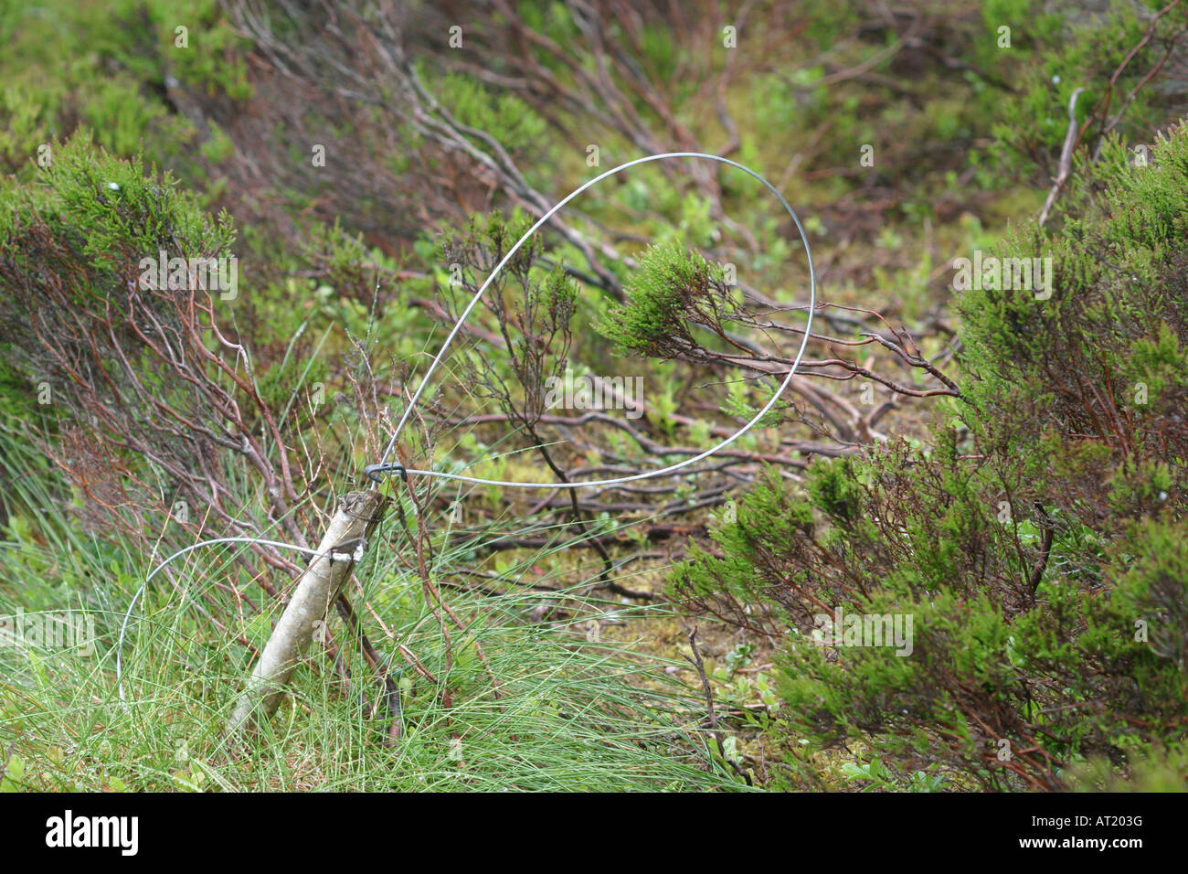 Snare trap hi-res stock photography and images - Alamy