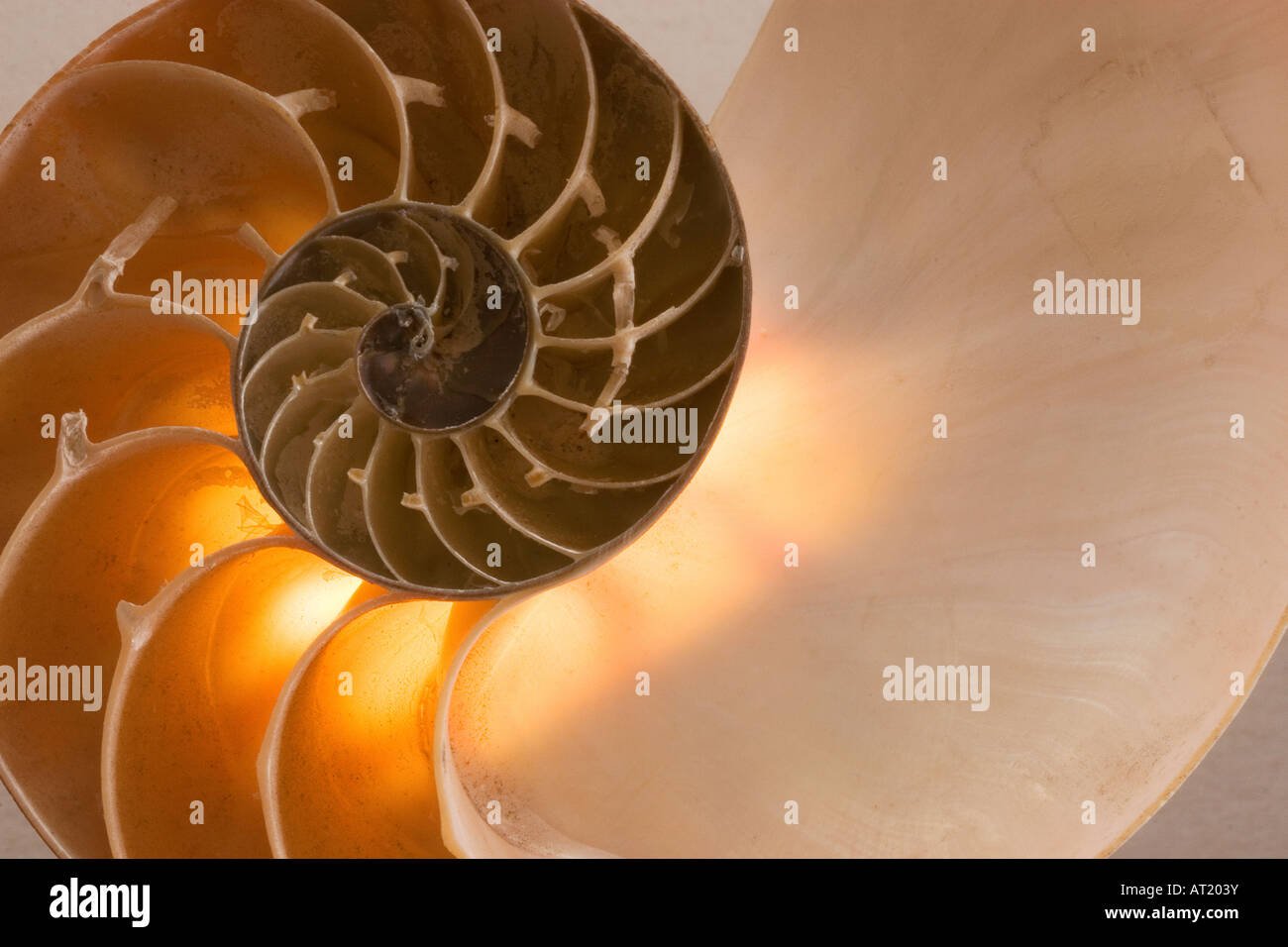 Cross section chambered nautilus shell hi-res stock photography and ...