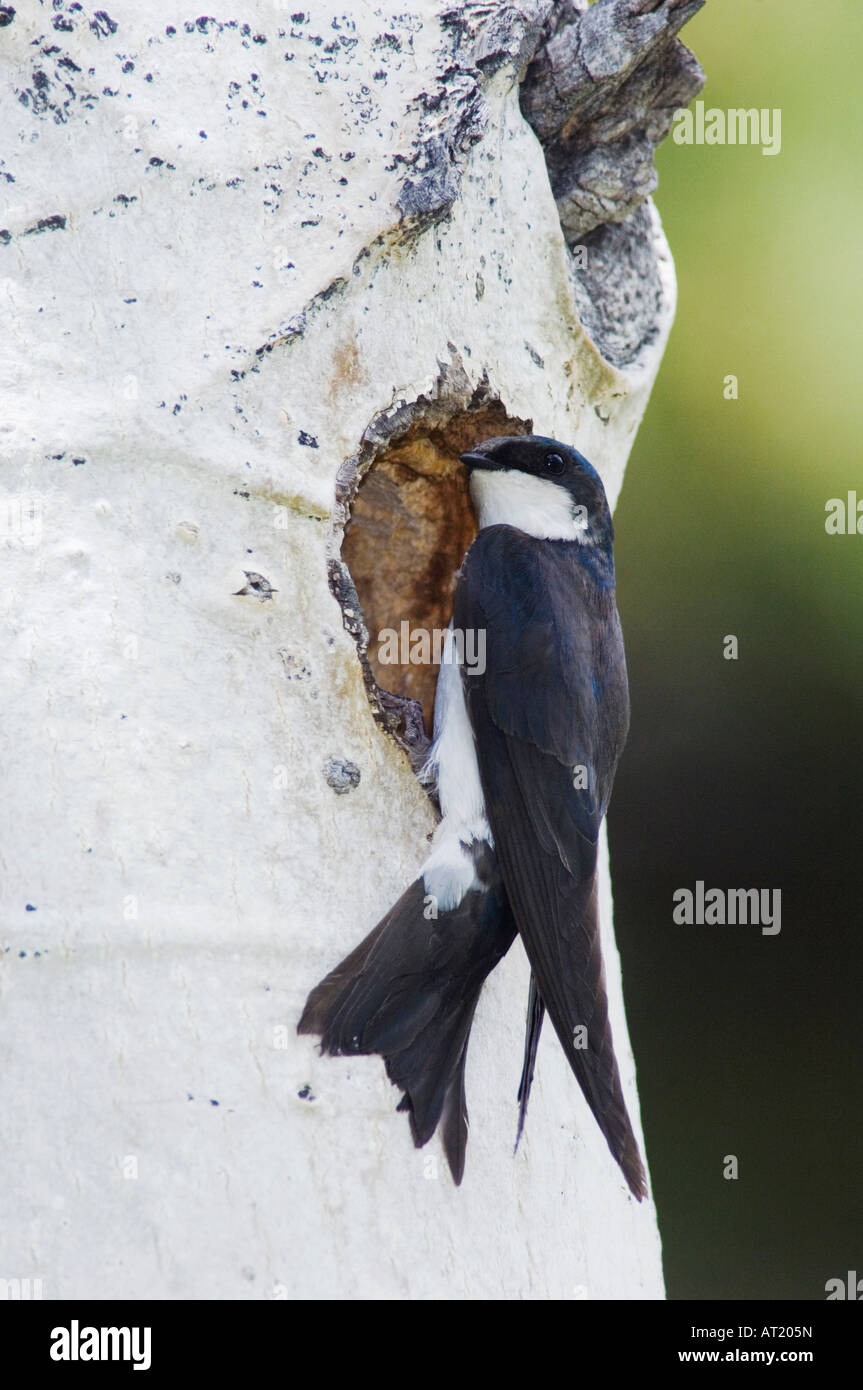Tree Swallow Tachycineta bicolor adult female at nesting cavity in ...