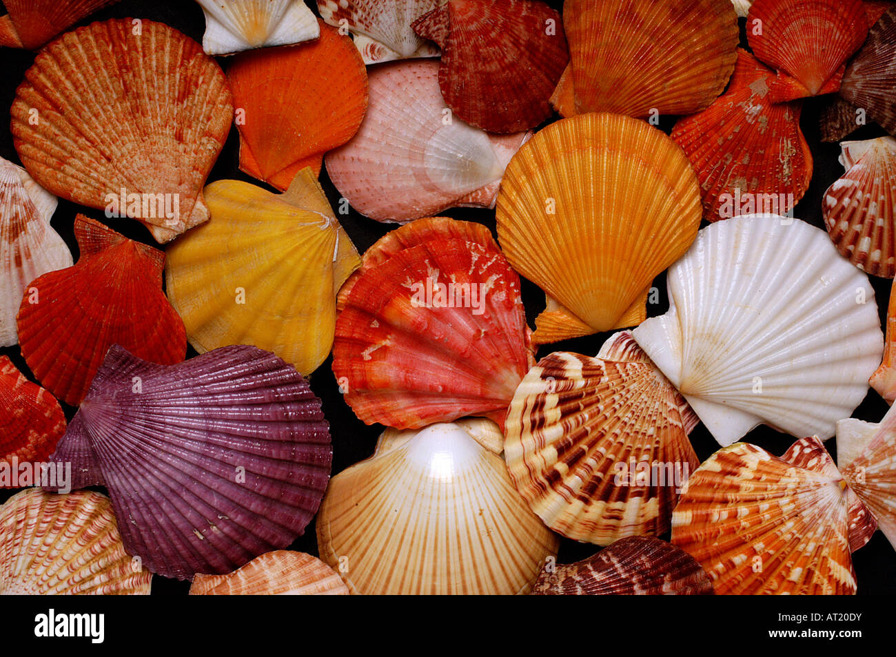 Pecten spp., coloured shells bivalves Stock Photo - Alamy