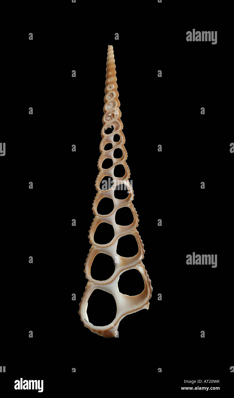 Shell section hi-res stock photography and images - Alamy