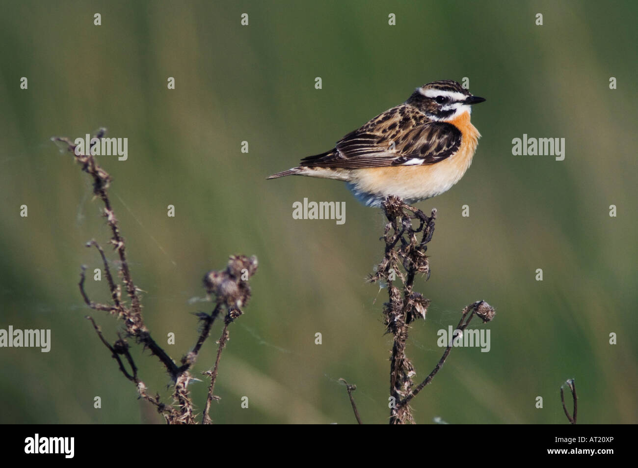 Spring austria lake Cut Out Stock Images & Pictures - Alamy