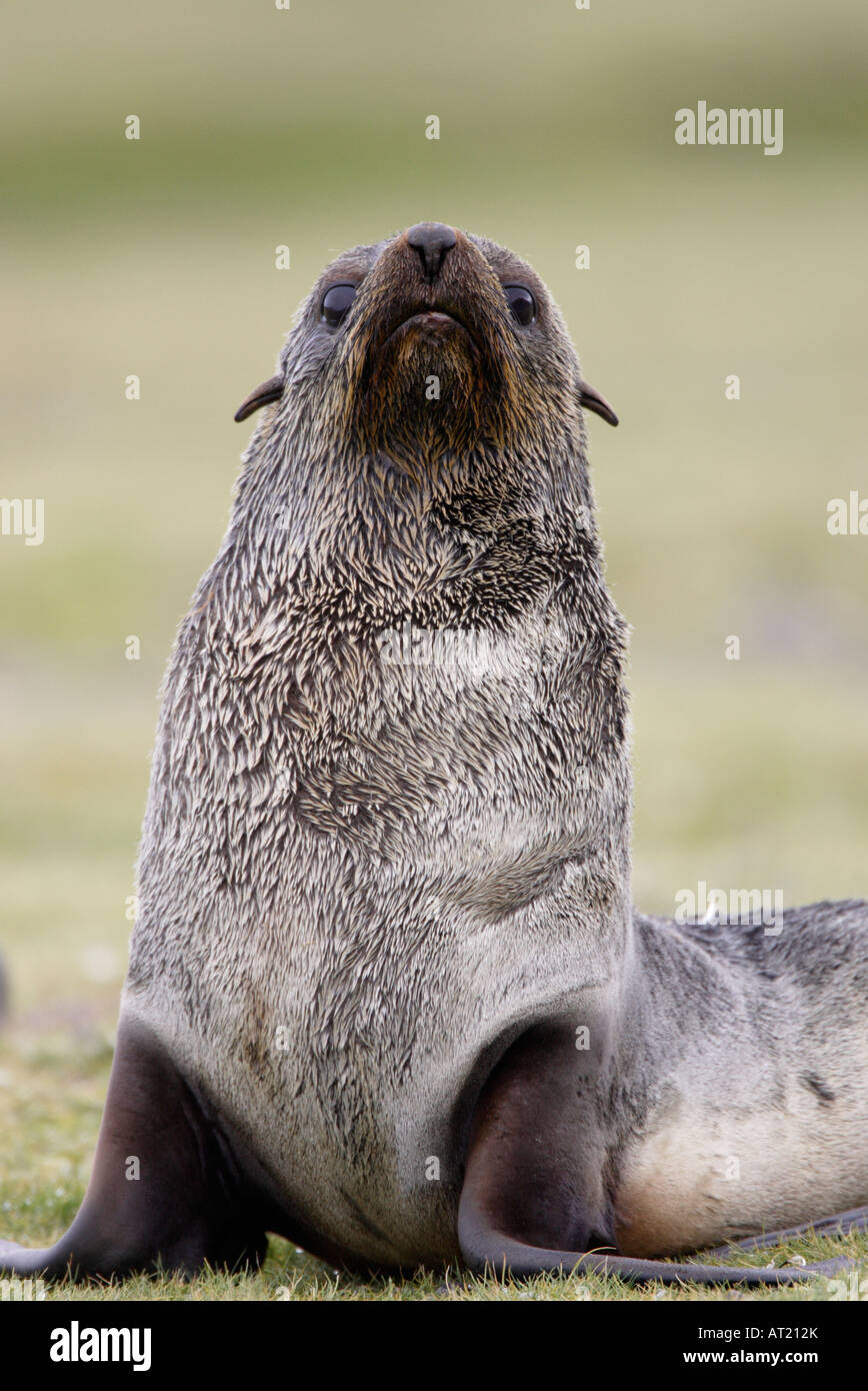 Fur seal ears hi-res stock photography and images - Alamy