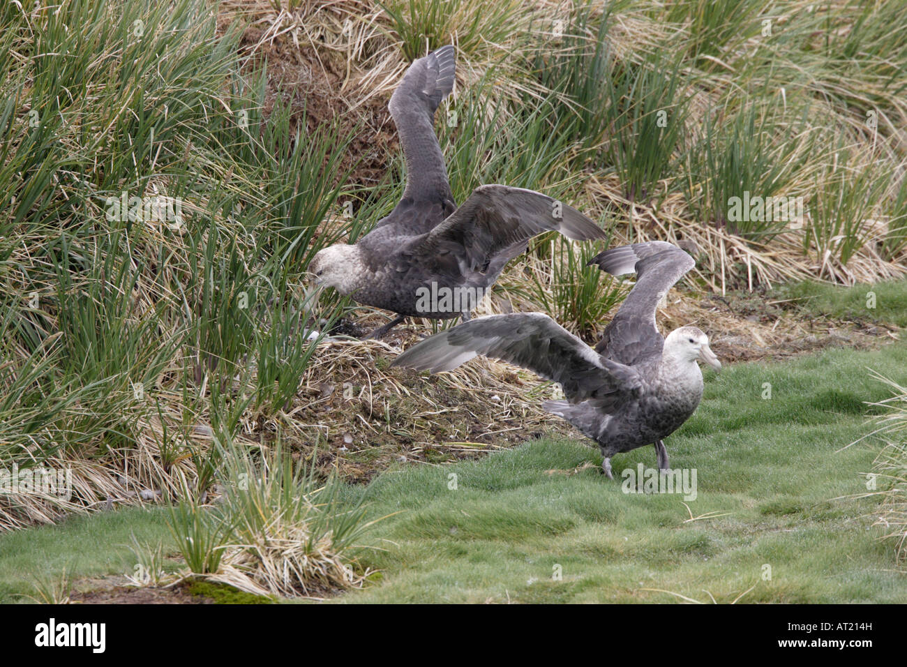 Southern Giant Petrel Stock Photo - Alamy