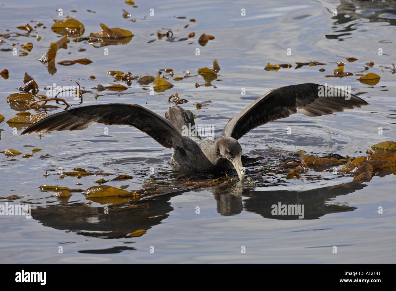 Petrel feeding at sea hi-res stock photography and images - Alamy