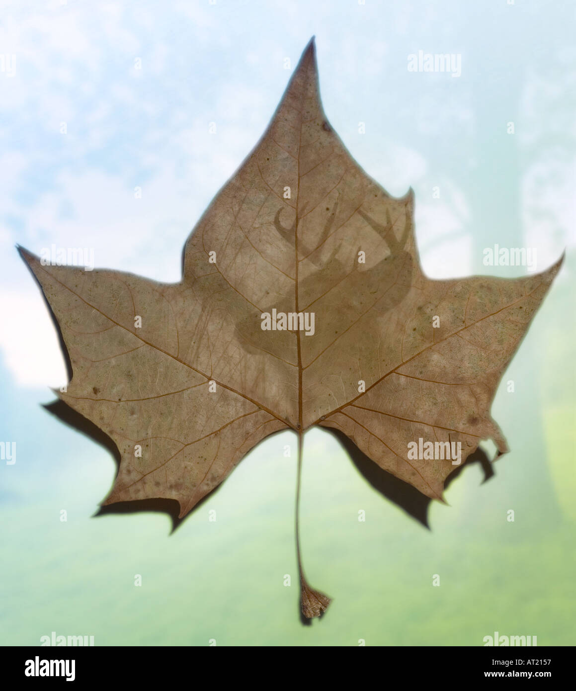 Photo illustration of whitetail deer and fallen leaf Stock Photo - Alamy