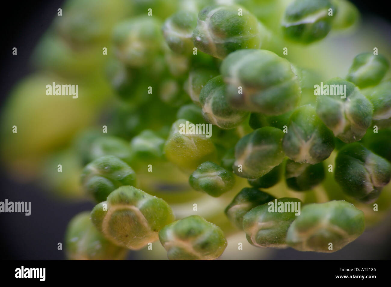 Broccoli tops at 20x magnification Stock Photo - Alamy