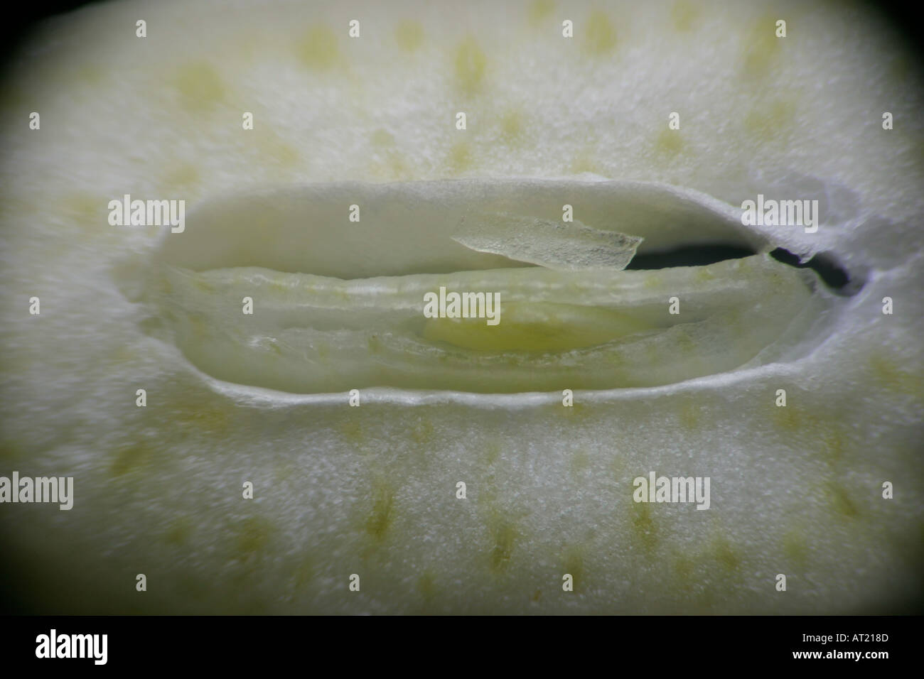 Under microscope cross section cross hi-res stock photography and ...