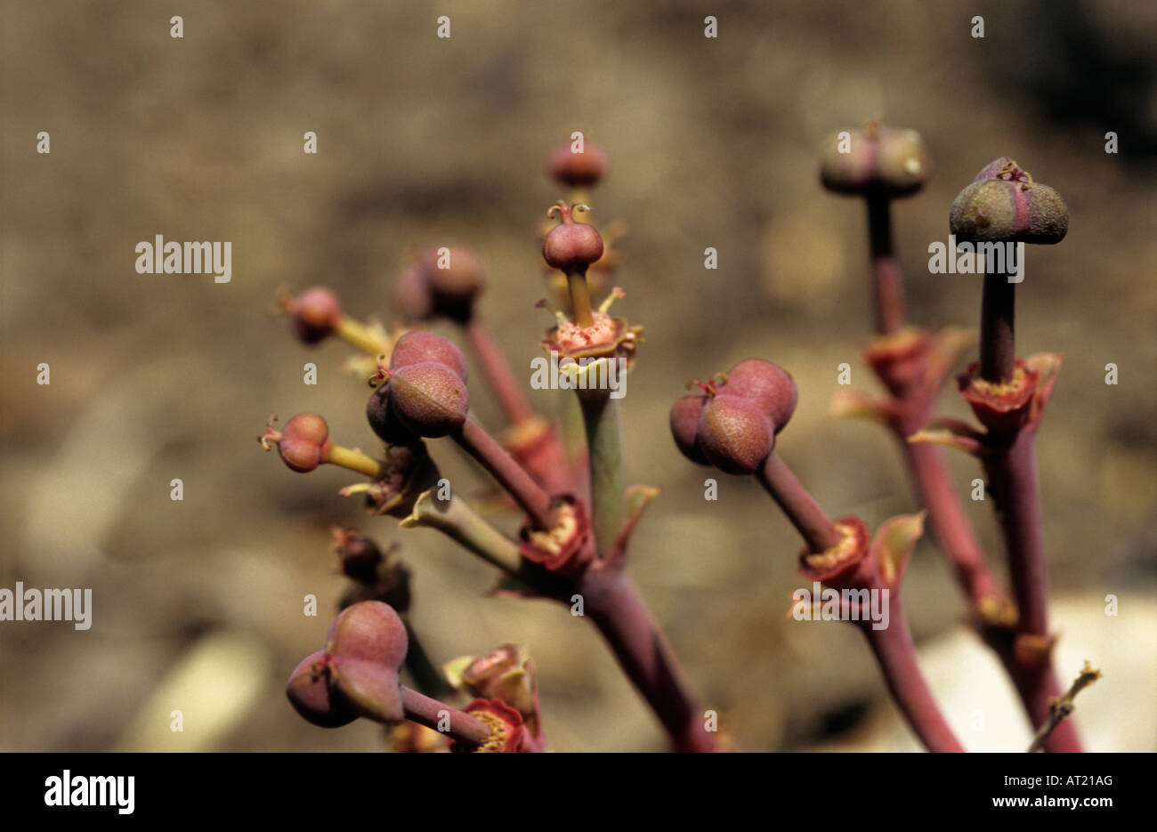 Cyathium hi-res stock photography and images - Alamy