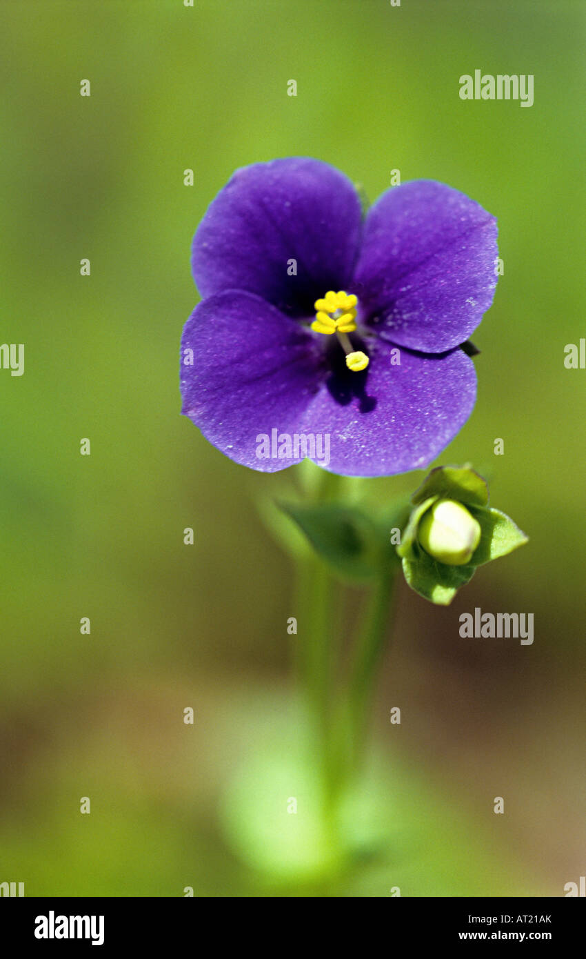 Flower Exacum lawii (Gentianaceae), monsoon herb Western Ghats, India ...