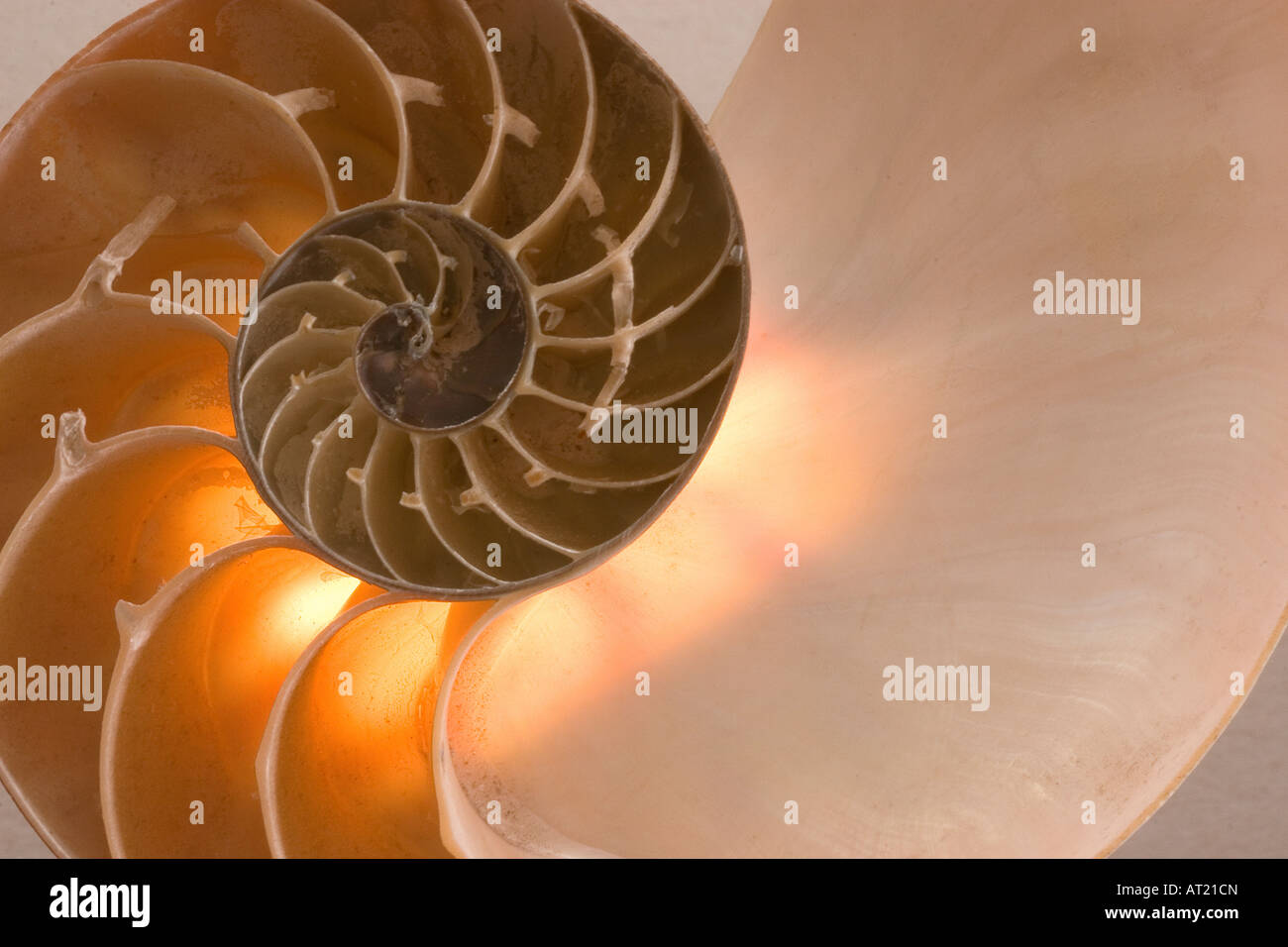 Nautilus pompilius shell Stock Photo - Alamy