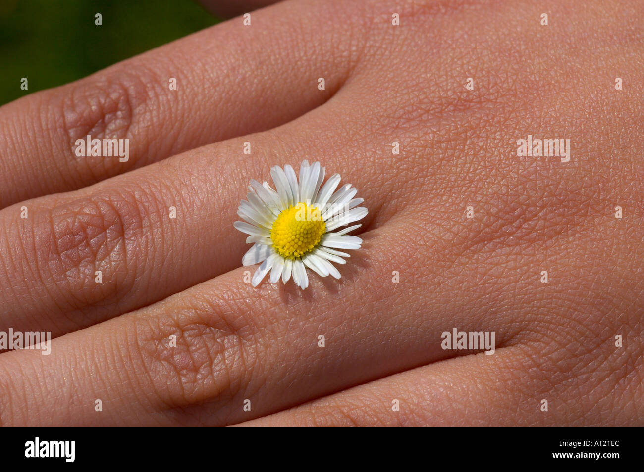 Daisy in Hand Stock Photo - Alamy