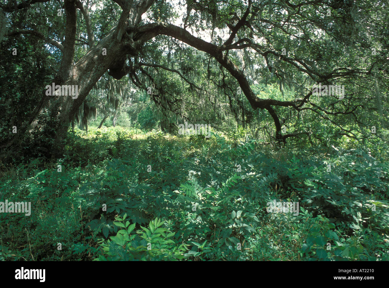 Brazos Bend State Park Texas Stock Photo - Alamy