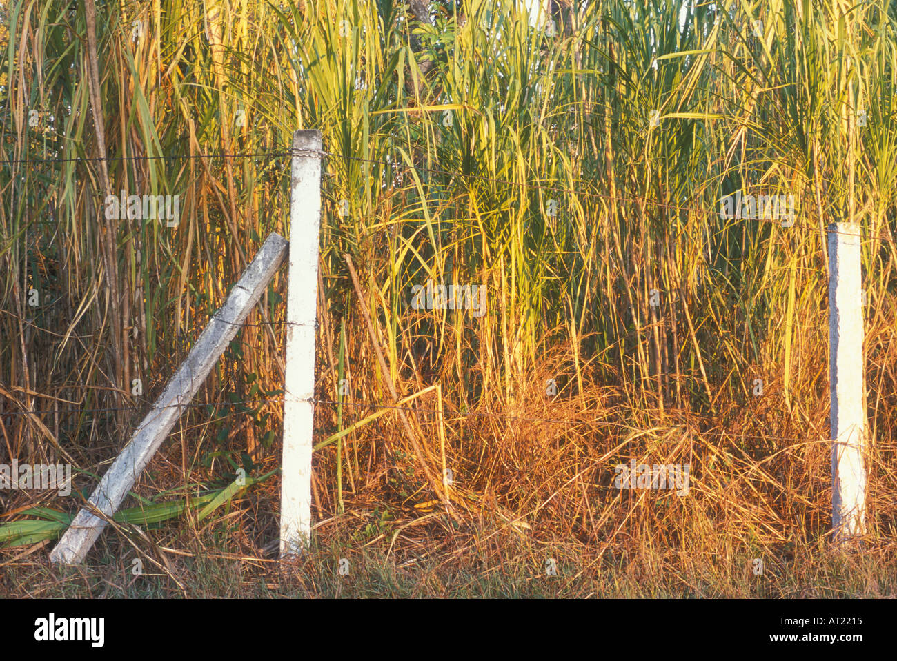 Barbed wire fence field sunrise hi-res stock photography and images - Alamy
