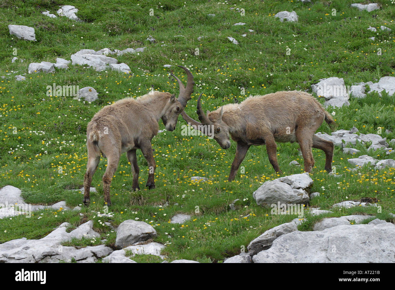 Ibex fighting males hi-res stock photography and images - Alamy