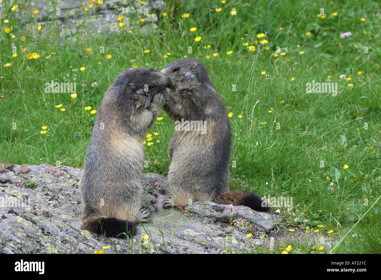 Alpine Marmots Kissing Marmota marmota Gran Paradiso Italy Stock Photo ...