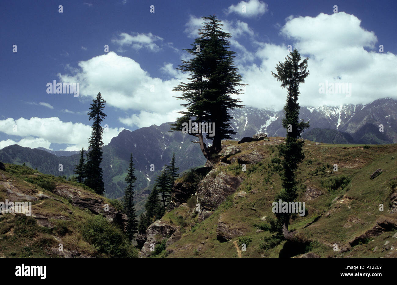 Conifer Tree at Manali, Himachal Pradesh, India Stock Photo - Alamy