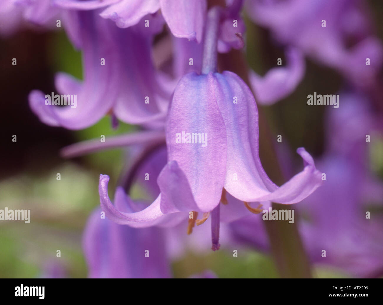 Restorative conservation hi-res stock photography and images - Alamy