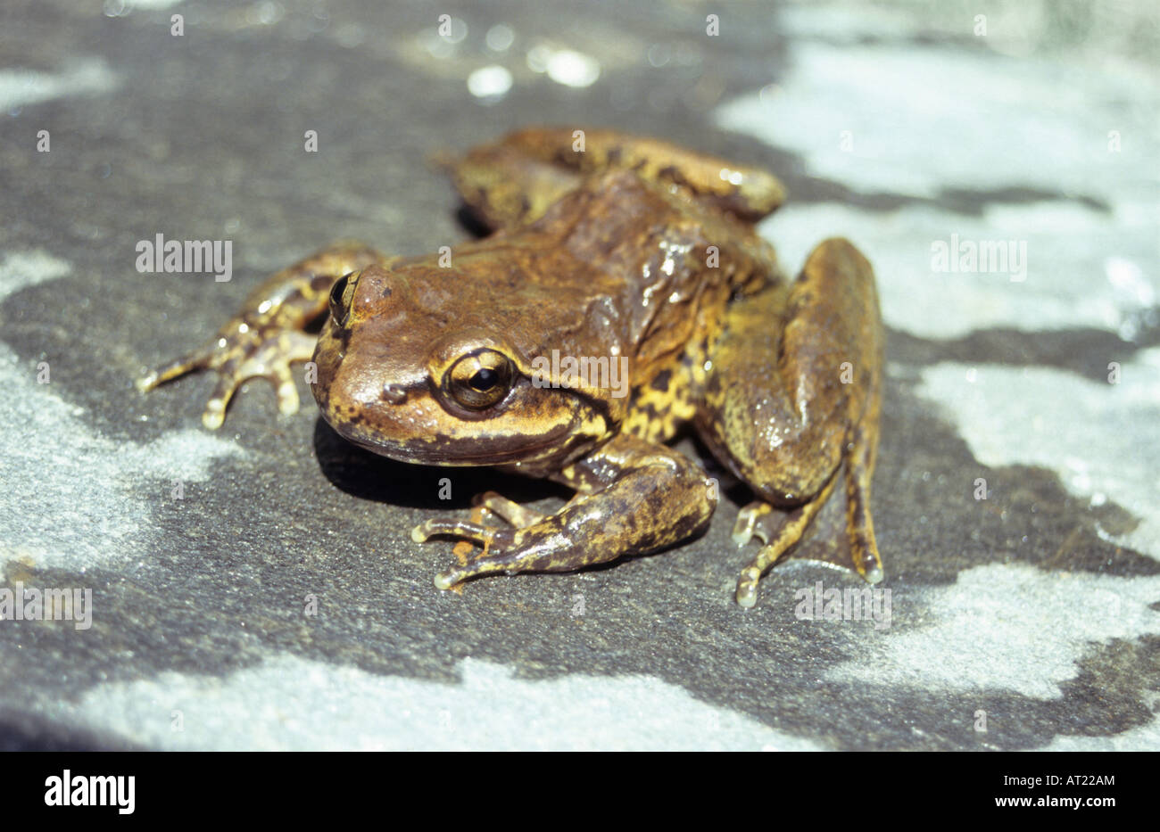 A Frog forum fresh water stream in elevation nocturnal in habits at ...