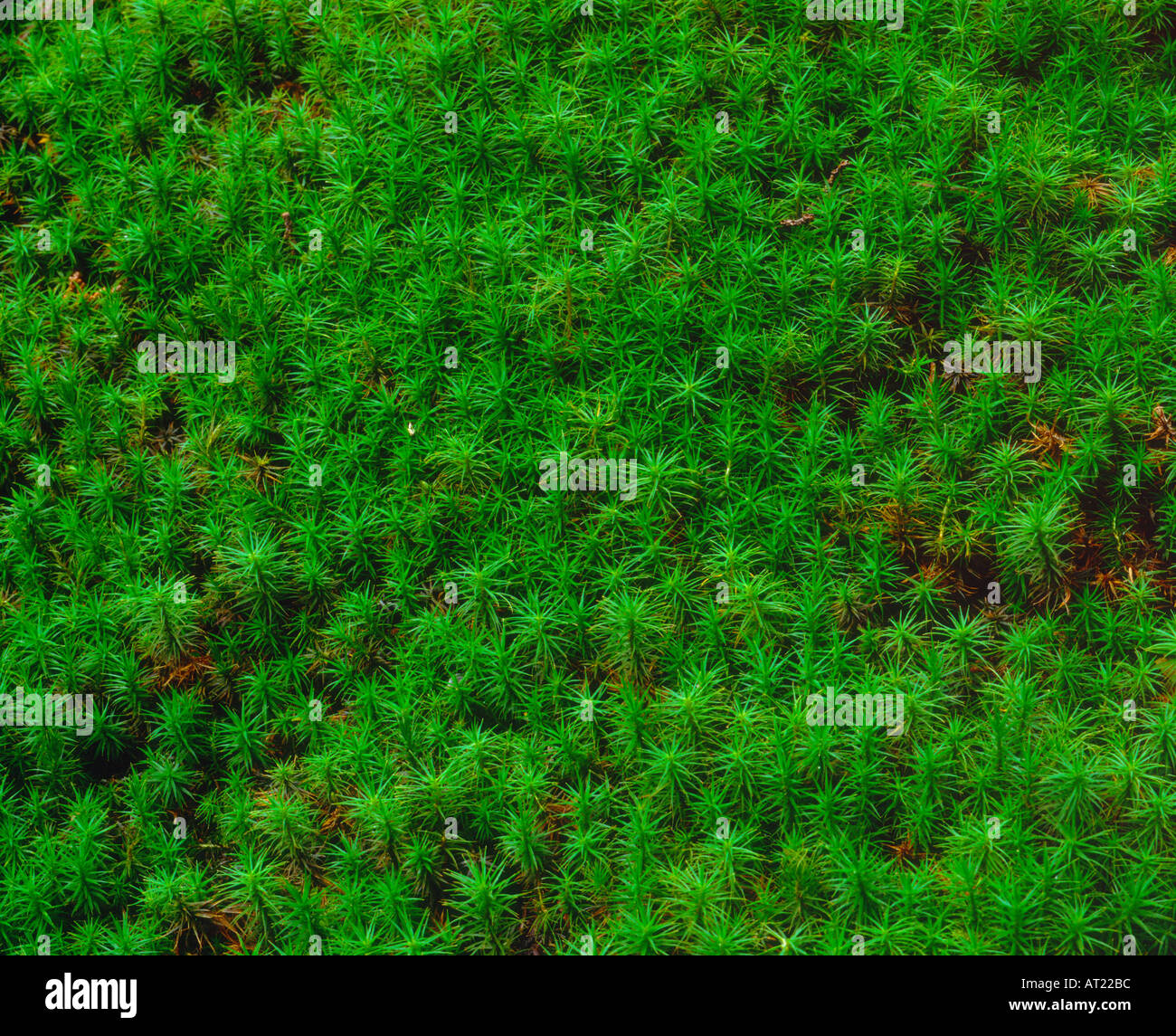 A bed of moss at Ryoanji Temple Kyoto Japan Stock Photo - Alamy