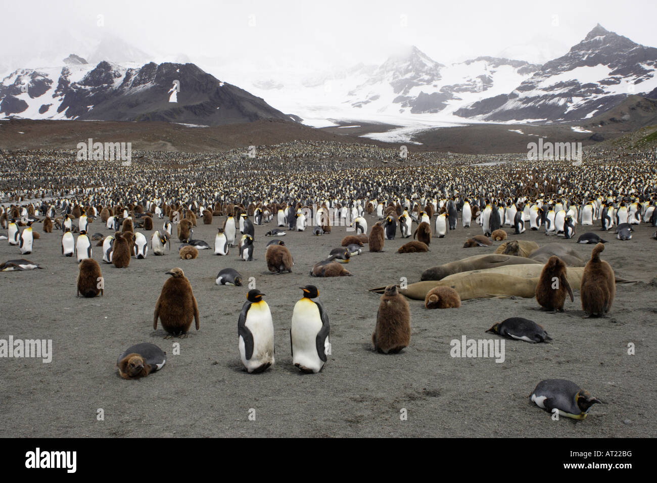 King Penguin South Georgia Stock Photo - Alamy