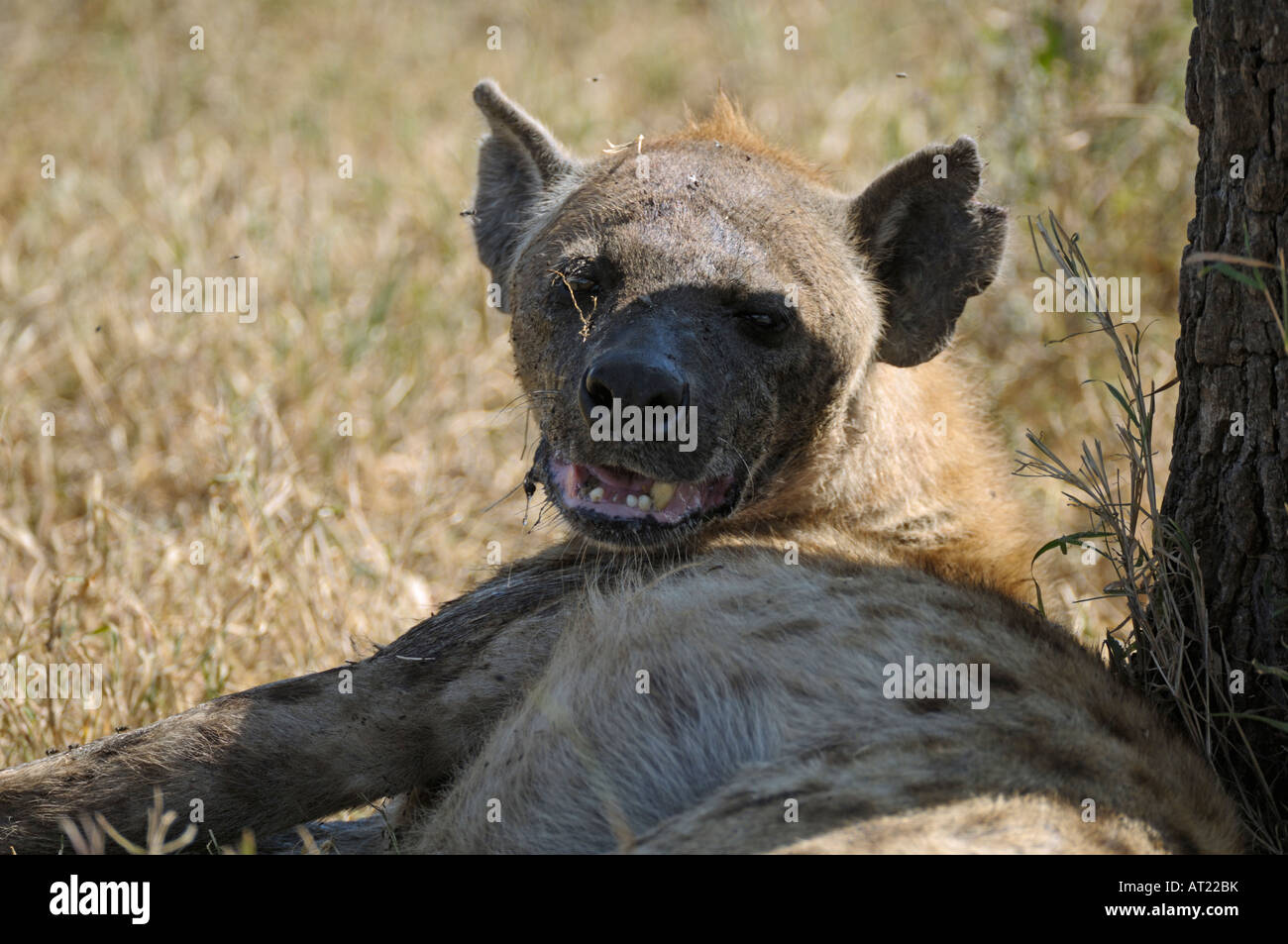 Hyænas hyènes hienas iene hyenas hyenor hienowate hi-res stock ...